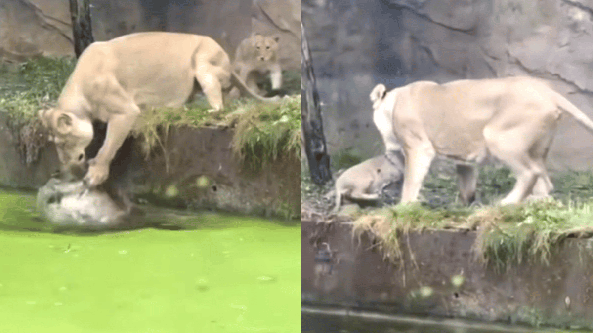 Viral Video Of Panicked Mother Lion Saving Its Cub From Drowning Leaves Internet With Mixed Feelings